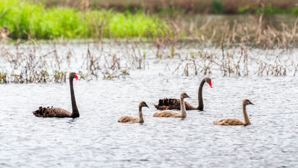 Lake Inverell Revisited | Girt By Sea Photography