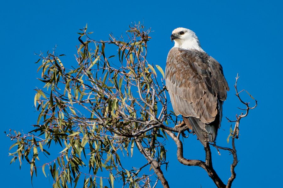 Lake Inverell Revisited | Girt By Sea Photography