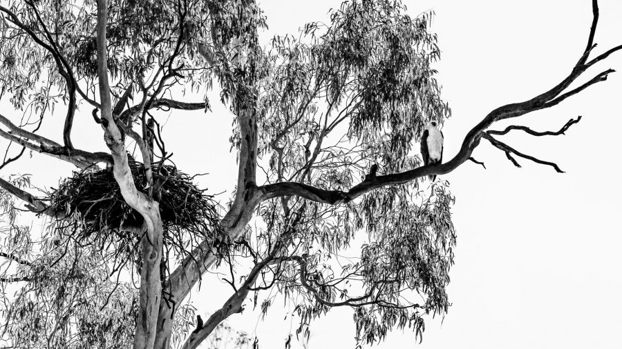 Lake Inverell Revisited | Girt By Sea Photography