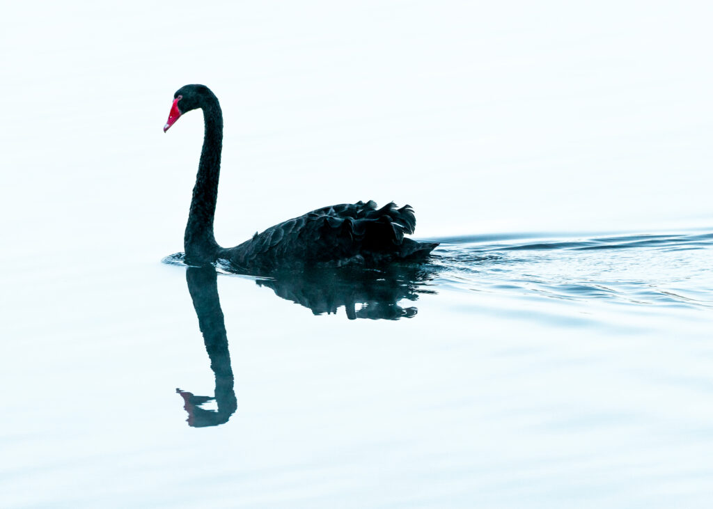 Lake Inverell Revisited | Girt By Sea Photography