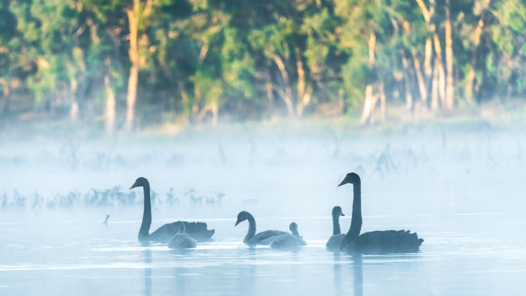 Lake Inverell Revisited | Girt By Sea Photography