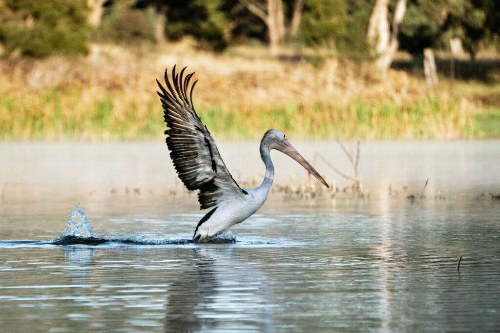 Lake Inverell Revisited | Girt By Sea Photography