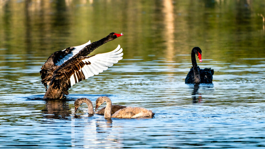 Lake Inverell Revisited | Girt By Sea Photography