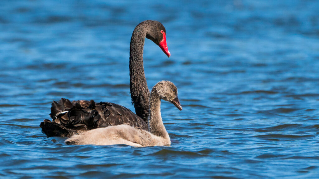 Lake Inverell Revisited | Girt By Sea Photography